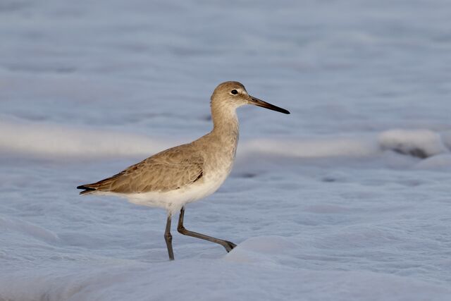 Willet