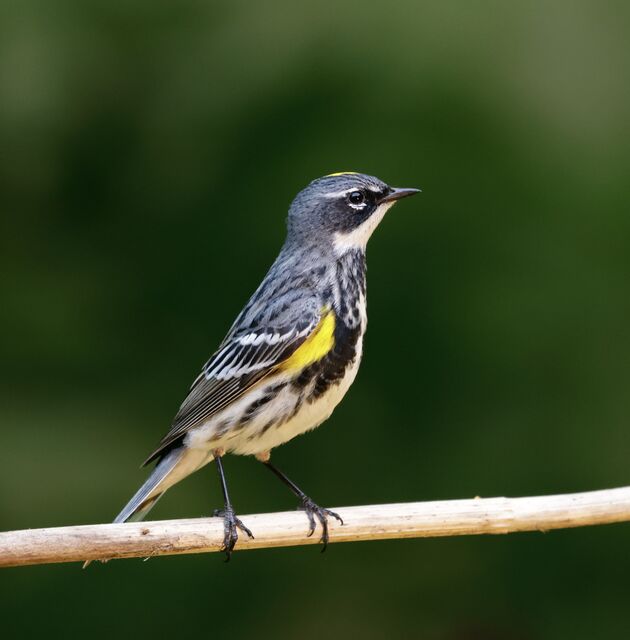 Yellow-rumped Warbler