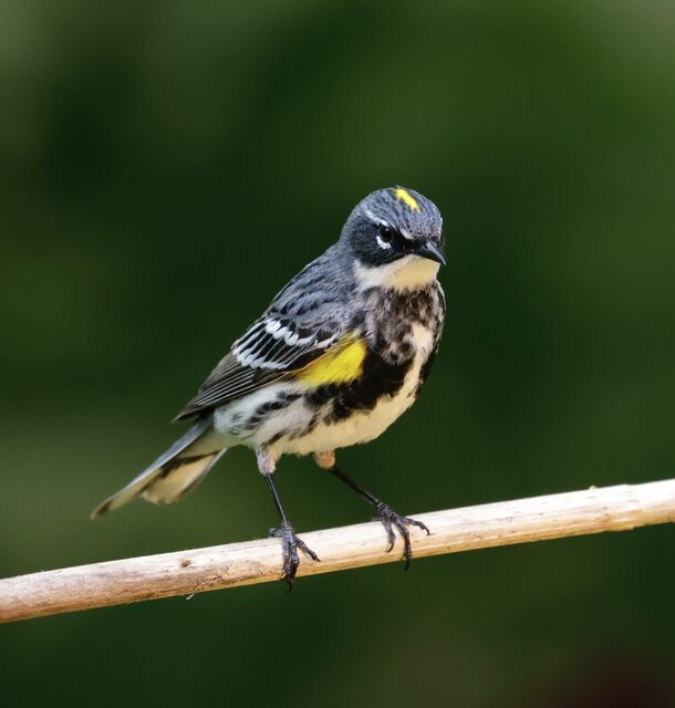 Yellow-rumped Warbler
