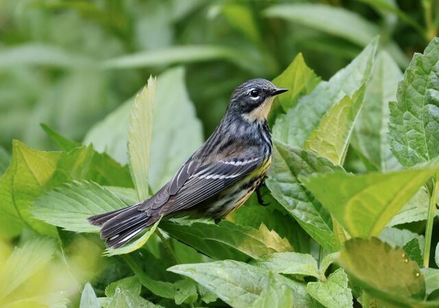 Yellow-rumped Warbler