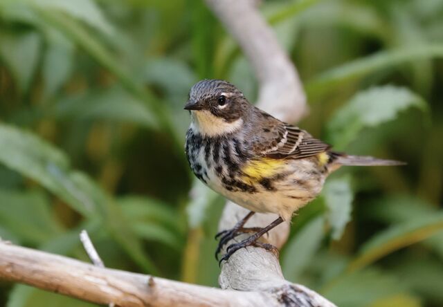 Yellow-rumped Warbler
