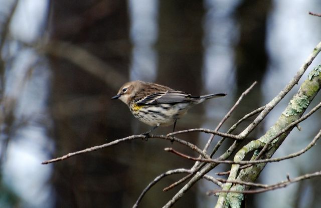 Yellow-rumped Warbler