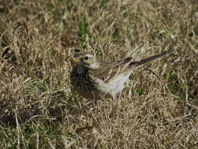 American Pipit