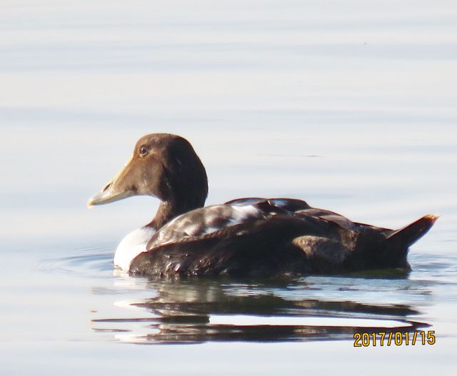 Common Eider
