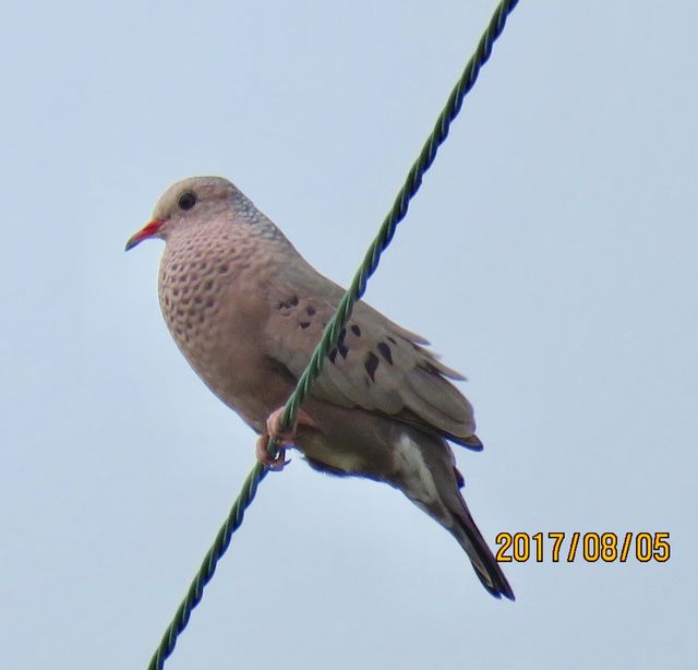 Common Ground-Dove