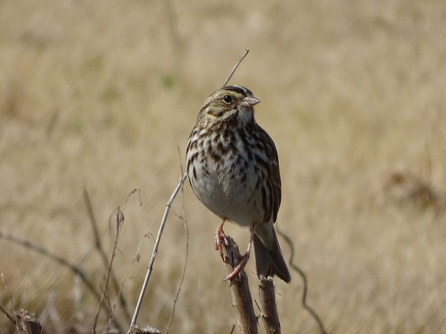 Savannah Sparrow