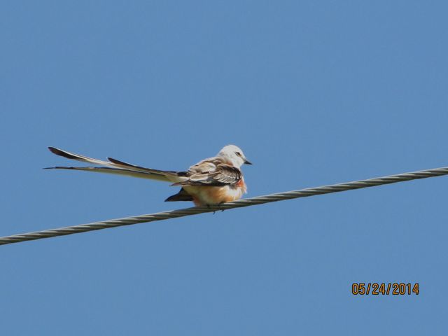Carolina Bird Club Photo Gallery
