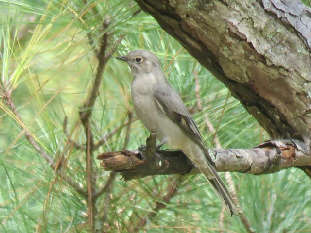 Townsend's Solitaire