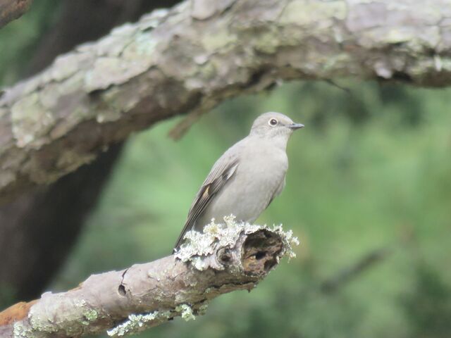 Townsend's Solitaire
