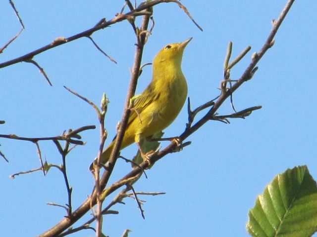 Yellow Warbler