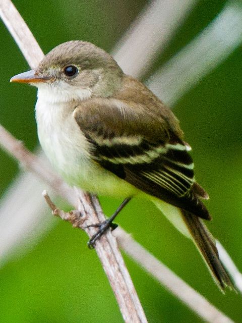 Alder Flycatcher