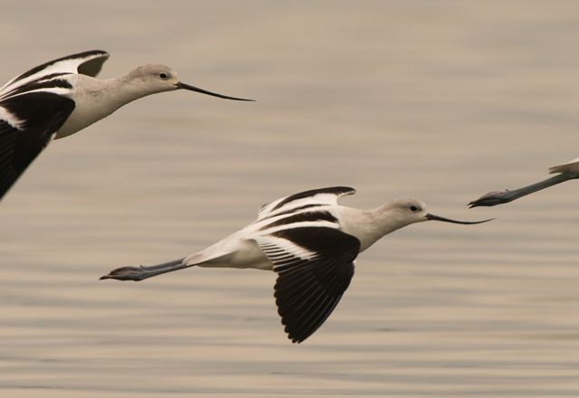 American Avocets