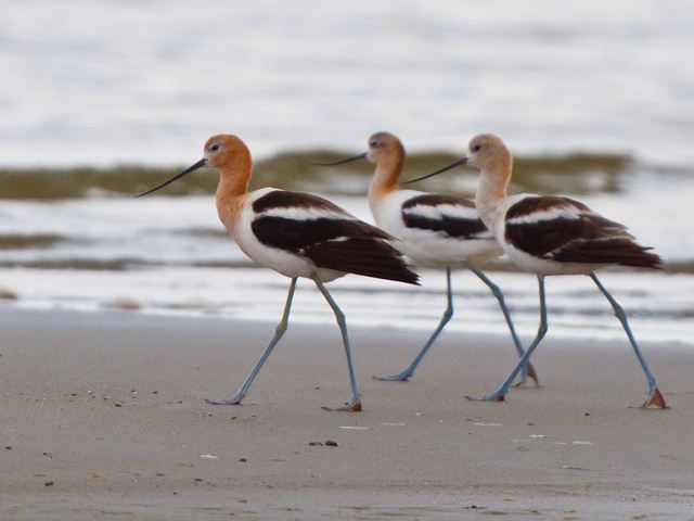American Avocets