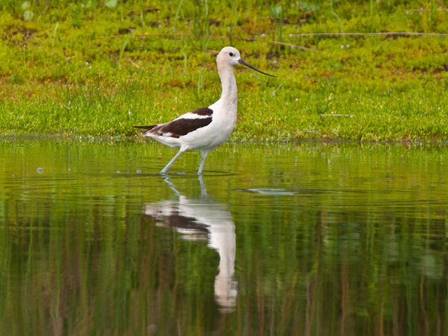 American Avocets