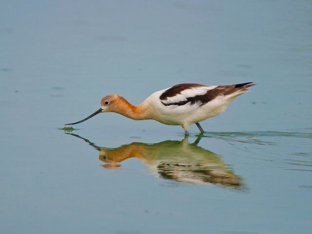 American Avocets