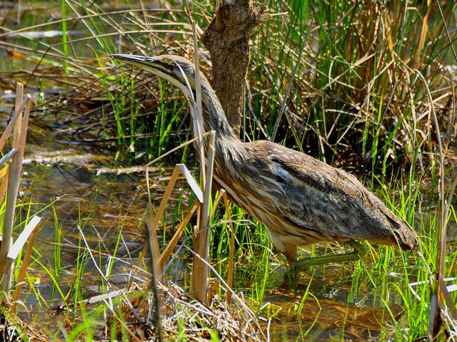 American Bittern
