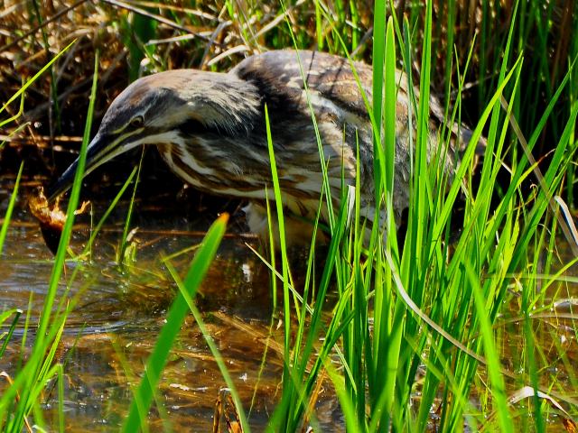 American Bittern