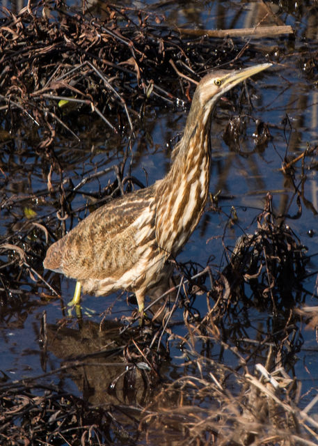 American Bittern