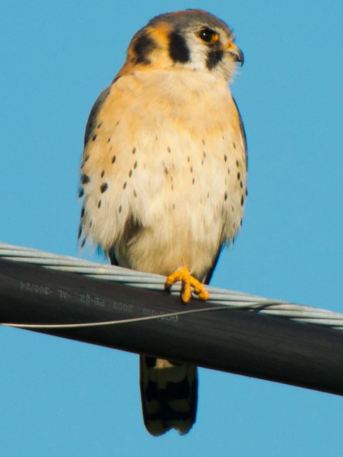 American Kestrel