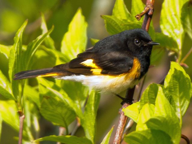 American Redstart