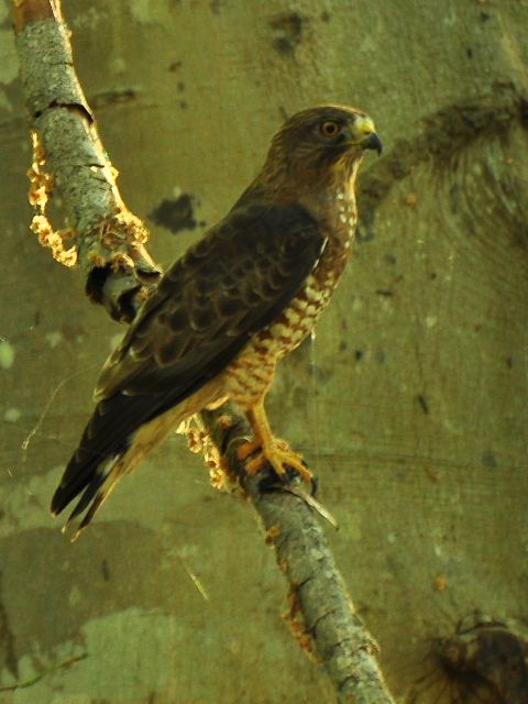 Broad-winged Hawk
