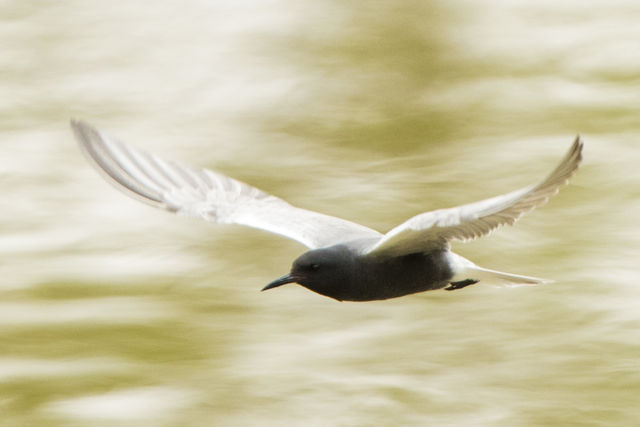 Black Tern