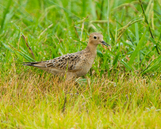 Buff-breasted Sandpiper