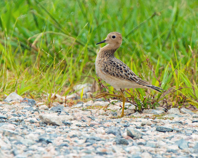 Buff-breasted Sandpiper