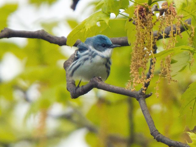 Cerulean Warbler