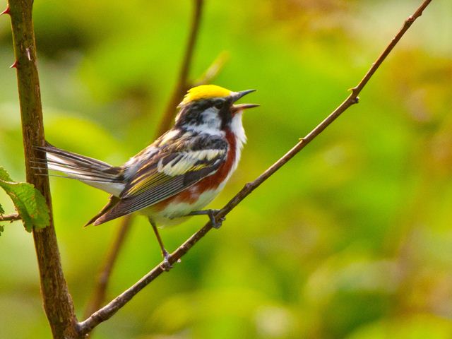 Chestnut-sided Warblers