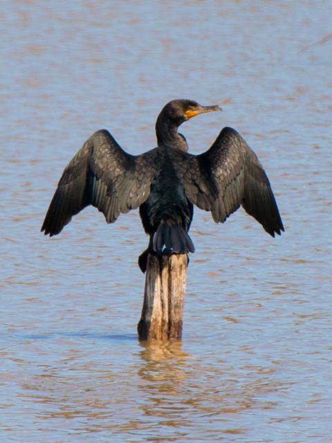 Double-crested Cormorant