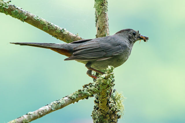 Gray Catbird