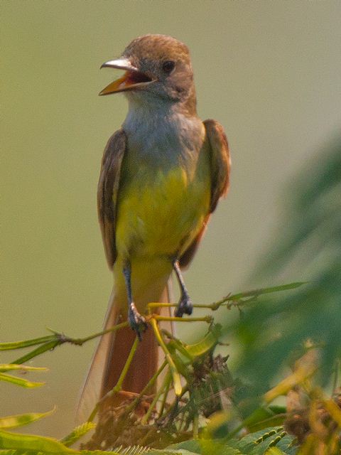 Great Crested Flycatcher