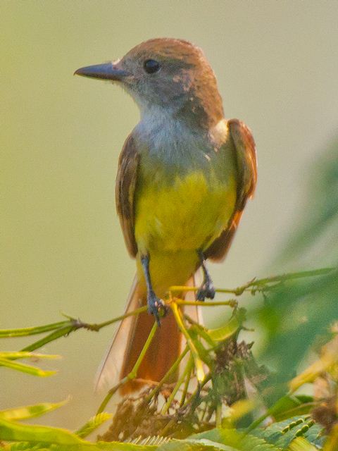 Great Crested Flycatcher