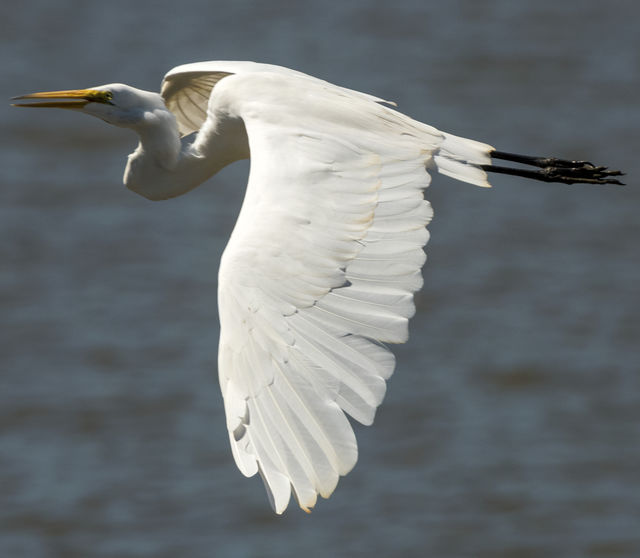Great Egret