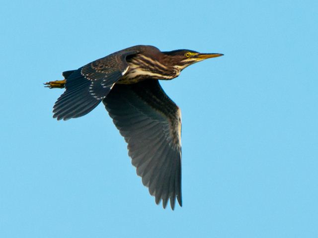 Green Heron