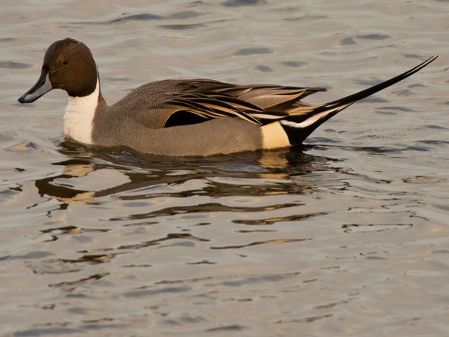 Northern Pintail