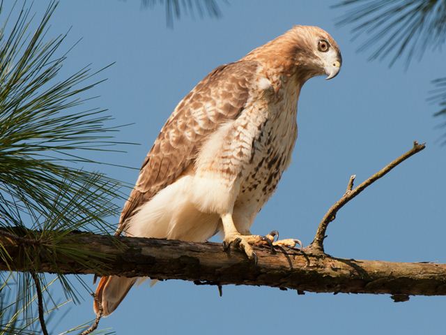 Red-tailed Hawk
