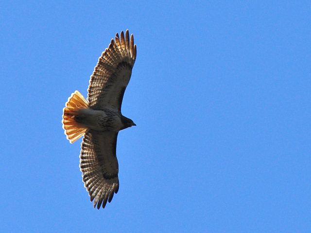 Red-tailed Hawk