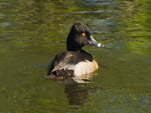 Ring-necked Duck