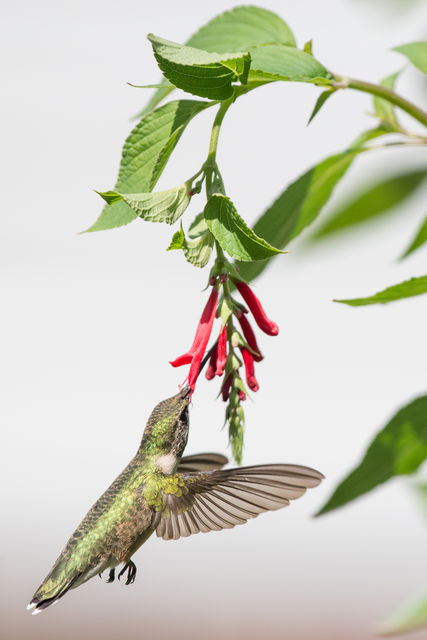 Ruby-throated Hummingbird