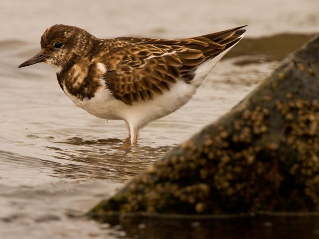 Ruddy Turnstone