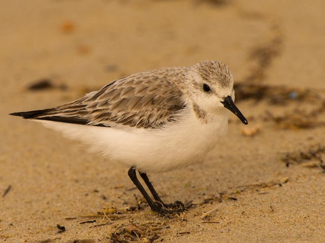 Sanderlings
