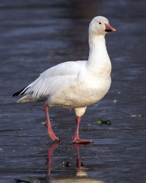 Snow Goose