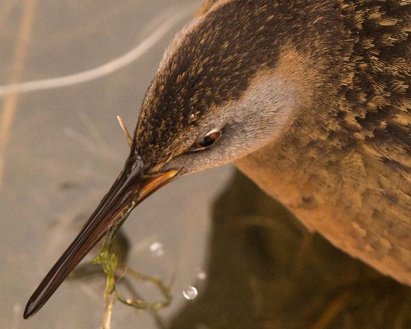 Virginia Rail
