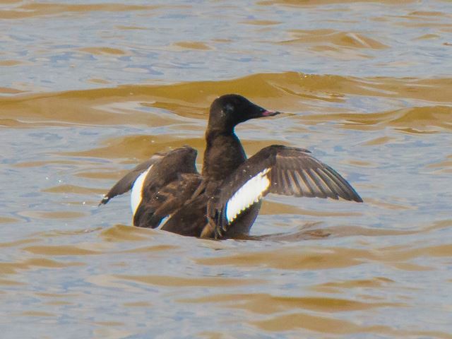 White-winged Scoter