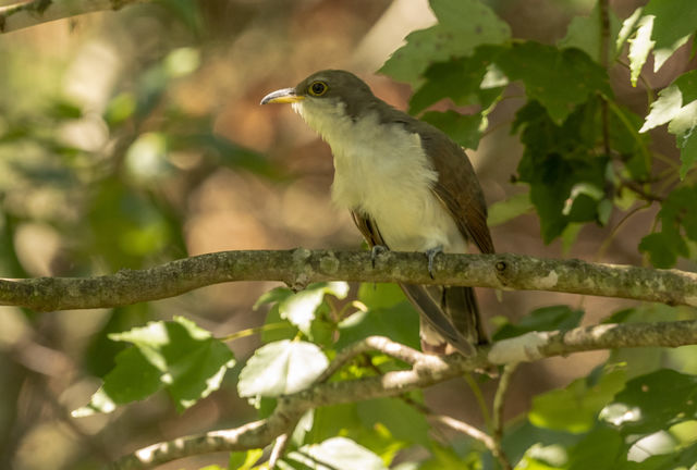 Yellow-billed Cuckoo