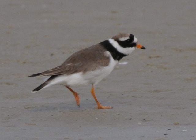 Common Ringed Plover