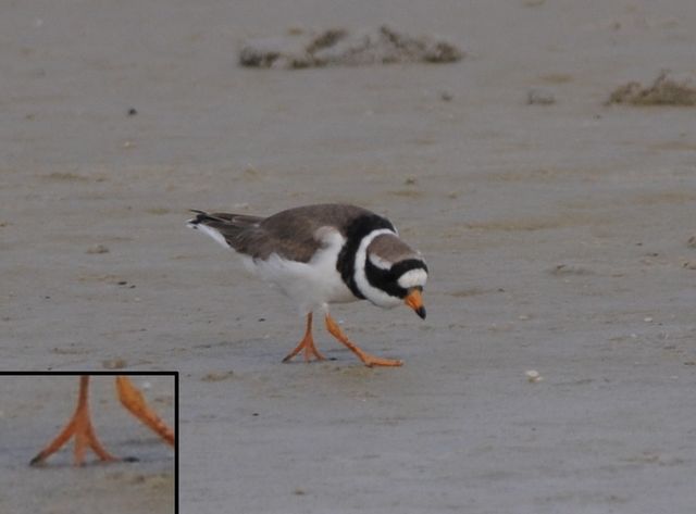 Common Ringed Plover