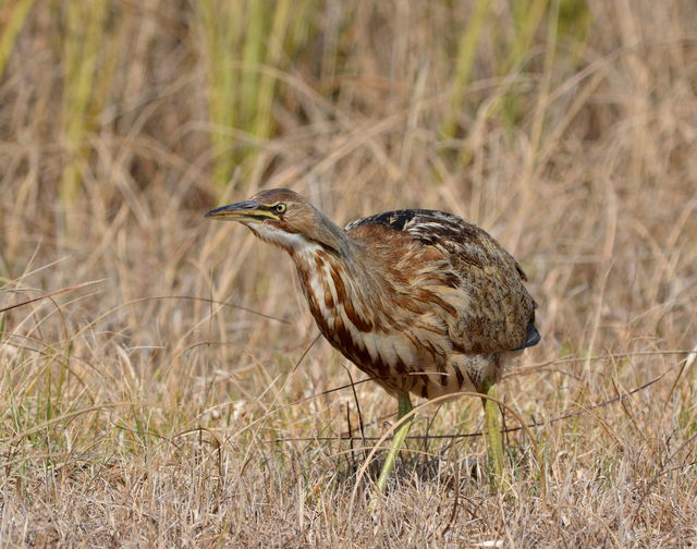 American Bittern